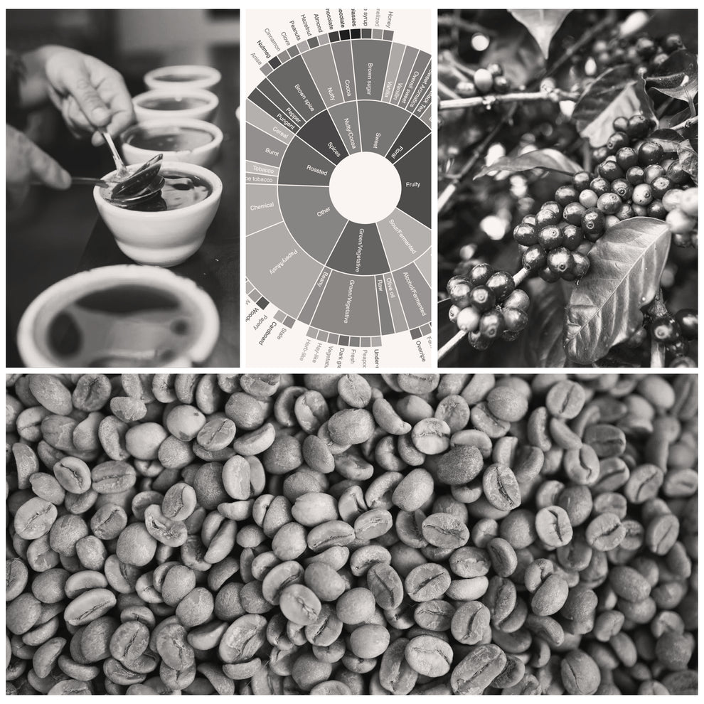 Green and Roasted Coffee Analysis – Canadian Barista Institute